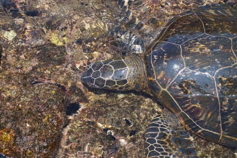5 Species of Sea Turtles in Florida (Pictures) - Wildlife Informer