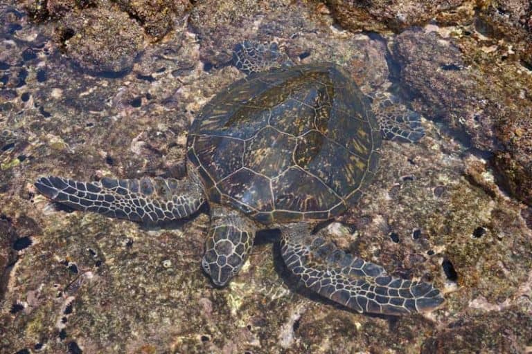 19 Examples of Herbivores (With Pictures) - Wildlife Informer