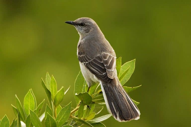 List of Tennessee State Animals and Plants - Wildlife Informer