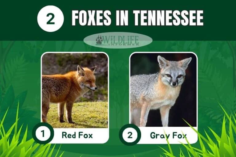 Foxes in Tennessee (2 Species With Pictures) - Wildlife Informer