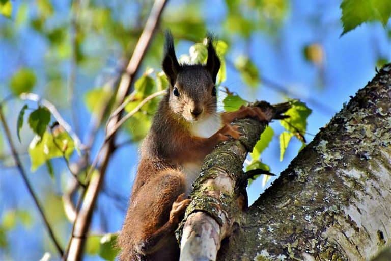 20 Awesome Facts About Squirrels - Wildlife Informer