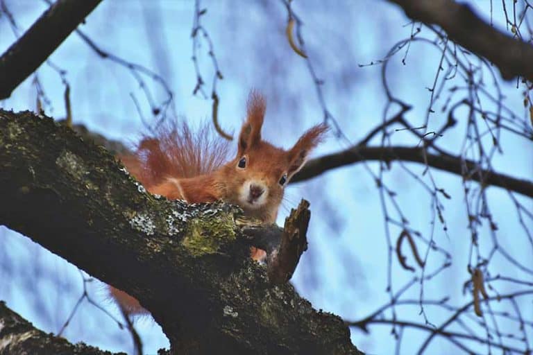 20 Awesome Facts About Squirrels - Wildlife Informer