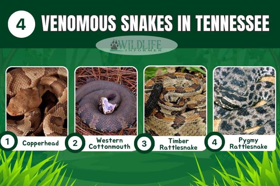 Venomous Snakes in Tennessee (4 Species) - Wildlife Informer