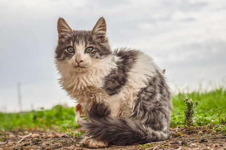 How To Tell if a Cat is Feral - 6 Things To Look For - Wildlife Informer