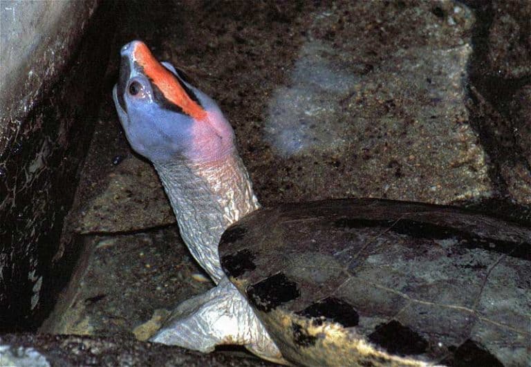 9 Examples of Reptiles That Can Change Colors - Wildlife Informer