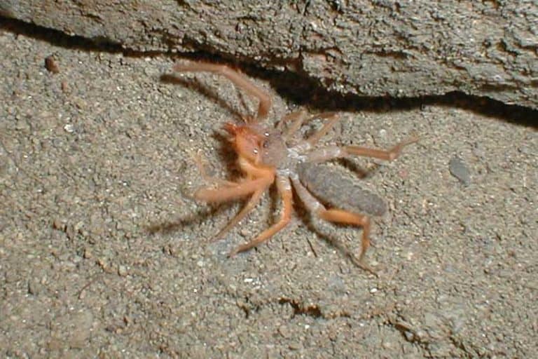 7 Scorpions in Texas To Watch Out For - Wildlife Informer