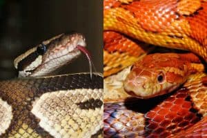 Ball Python vs Corn Snake as Pets - Pros and Cons to Each - Wildlife ...