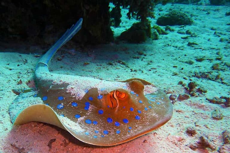 25 Interesting Facts About Stingrays - Wildlife Informer