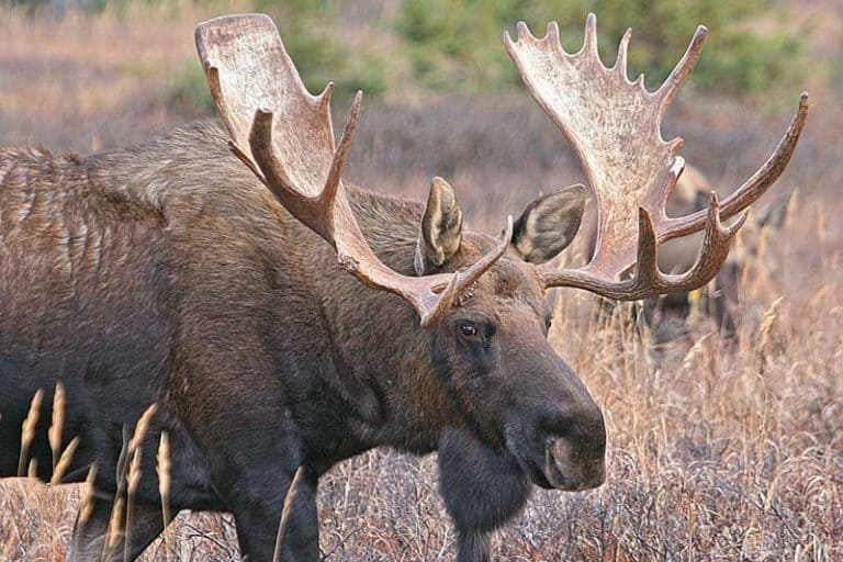 9 Animals With Multiple Stomachs (Pictures) - Wildlife Informer