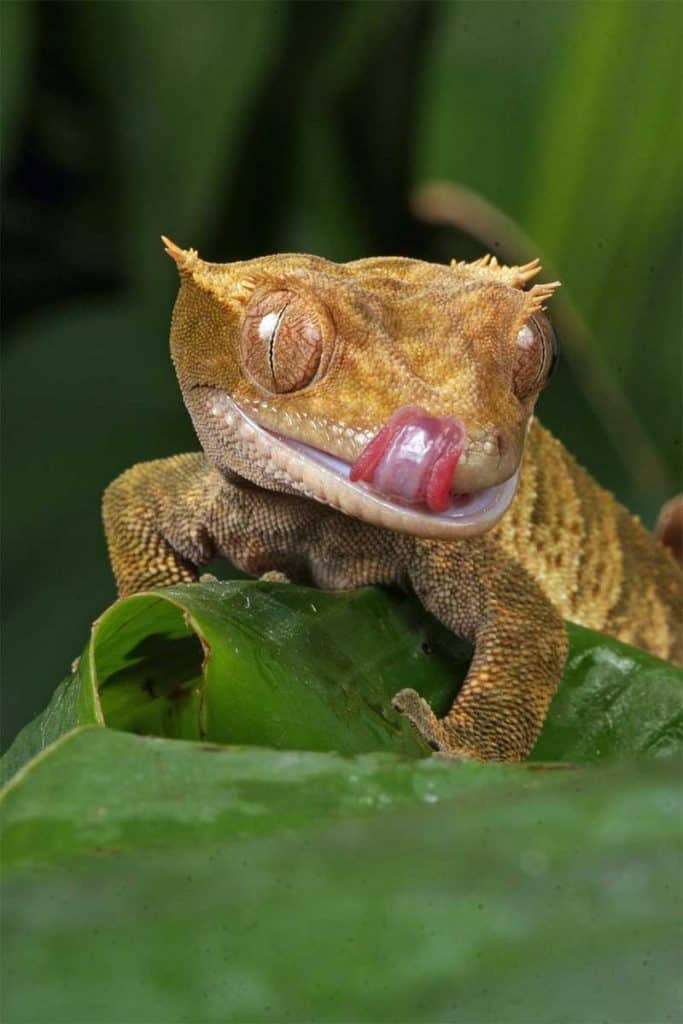 20 Facts About Crested Geckos - Wildlife Informer