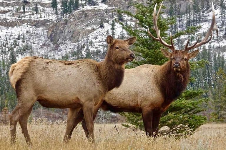 6 Types of Deer in North America (With Pictures) - Wildlife Informer