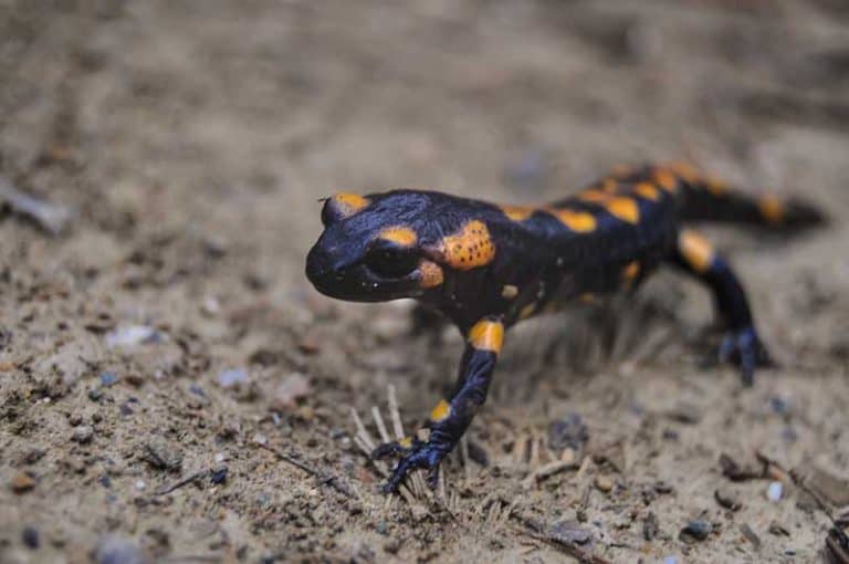 Is a Salamander a Lizard? 10 Key Differences Between Them - Wildlife ...