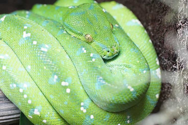 9 Examples of Reptiles That Can Change Colors - Wildlife Informer