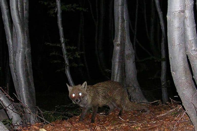 Are Foxes Nocturnal? - Wildlife Informer