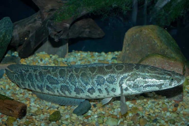 7 Different Fish That Walk On Land (With Pictures) - Wildlife Informer