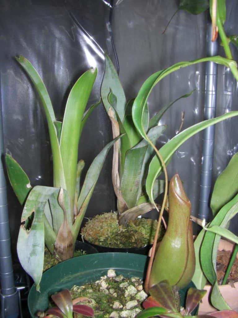 20 Examples of Insect Eating Plants (Pictures) - Wildlife Informer