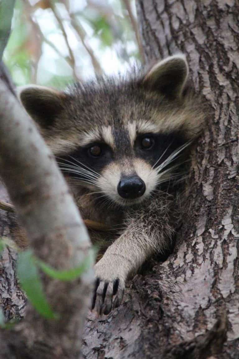 13 Interesting Facts About Baby Raccoons - Wildlife Informer