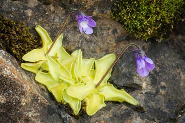 20 Examples of Insect Eating Plants (Pictures) - Wildlife Informer