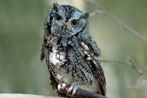 Owls in Vermont (9 Species With Pictures) - Wildlife Informer