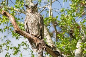 Owls In Vermont (9 Species With Pictures) - Wildlife Informer