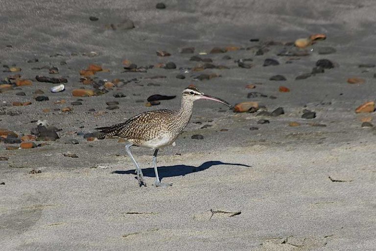 Birds with Long Beaks (24 Species With Pictures) - Wildlife Informer
