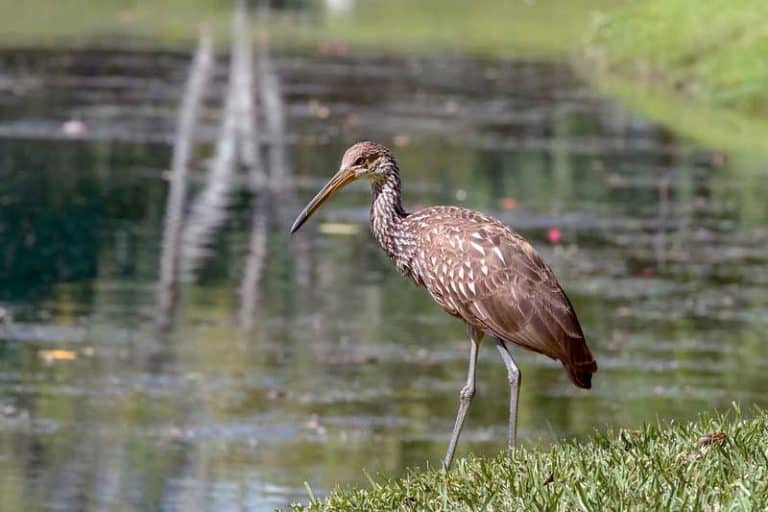 20 Unique Birds with Long Legs (With Pictures) - Wildlife Informer