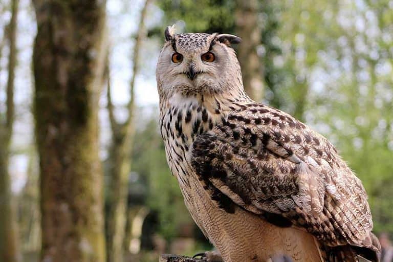 Owls in Nevada (10 Species With Pictures) - Wildlife Informer