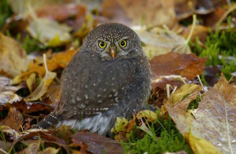 Owls in Oregon (See the 15 Different Species) - Wildlife Informer