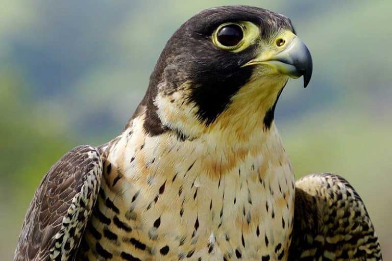 3 Species of Falcons in Utah (With Pictures) - Wildlife Informer