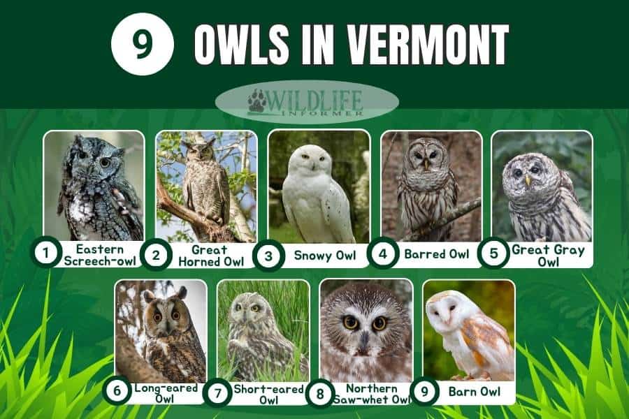 Owls in Vermont (9 Species With Pictures) - Wildlife Informer