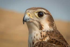 8 Types of Falcons in North America - Wildlife Informer