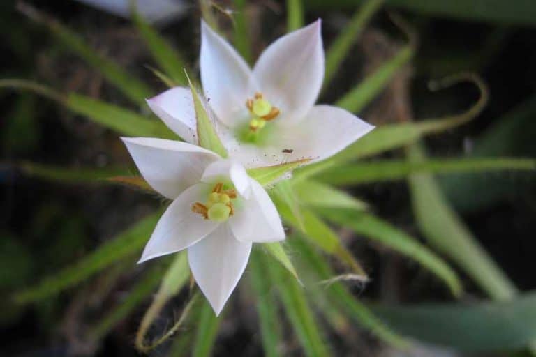 20 Examples of Insect Eating Plants (Pictures) - Wildlife Informer