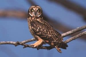 The 11 Types of Owls in Wisconsin (Pics) - Wildlife Informer