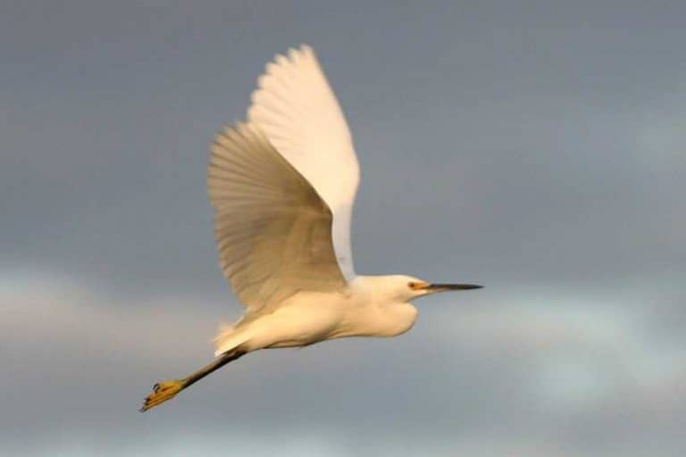 22 Birds with Long Wingspans (Pictures and Info) - Wildlife Informer