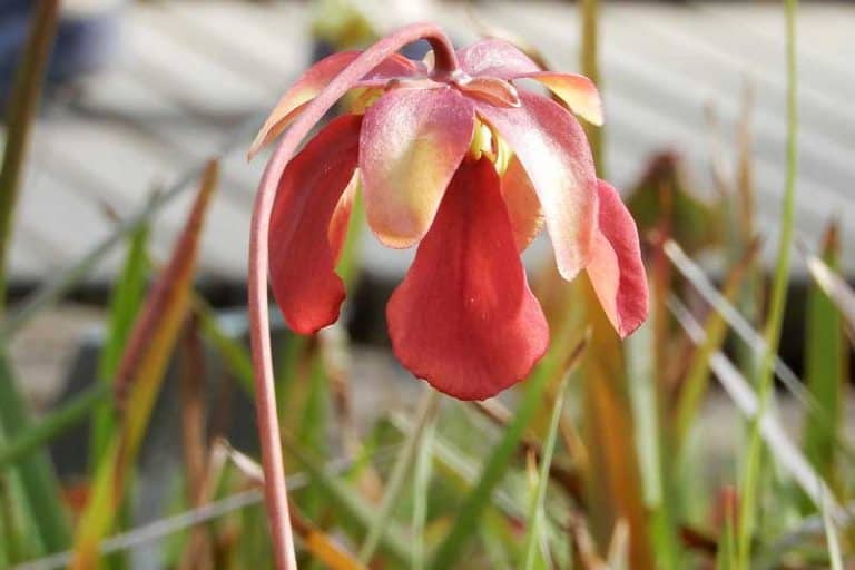 20 Examples of Insect Eating Plants (Pictures) - Wildlife Informer