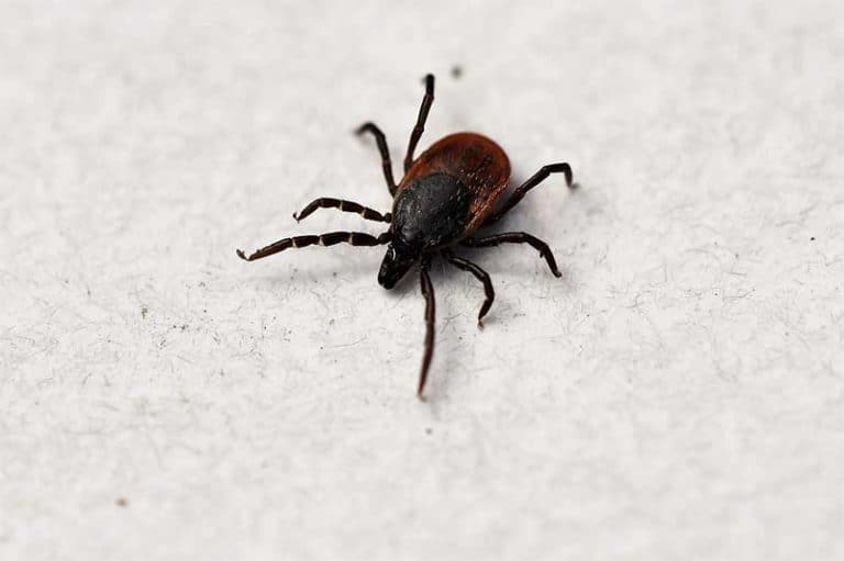Does Peppermint Oil Repel Ticks? - Wildlife Informer
