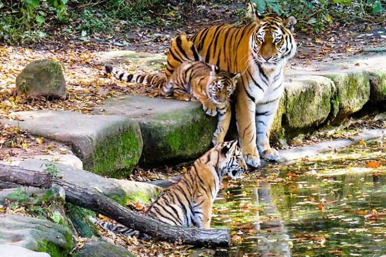 12 Animals That Live in Tropical Rainforests (With Pictures) - Wildlife ...