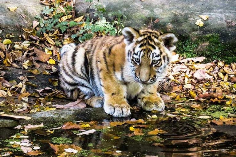 10 Interesting Facts About Baby Tigers - Wildlife Informer