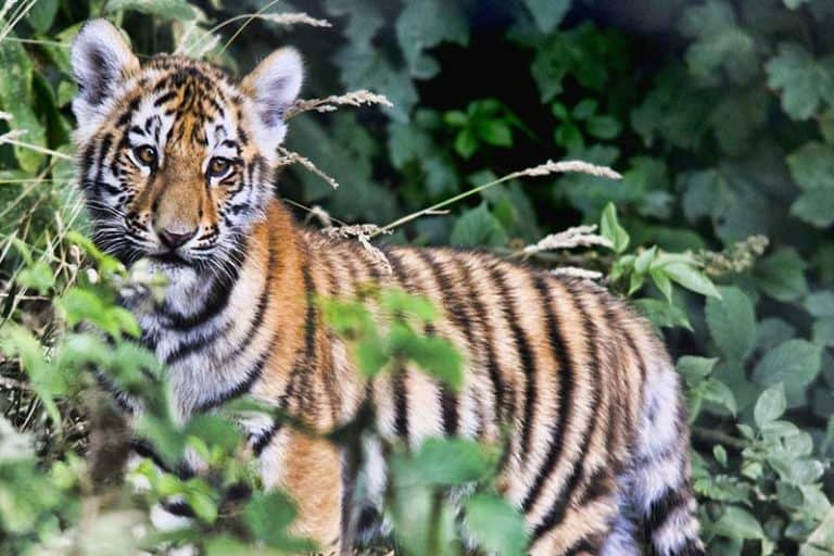 10 Interesting Facts About Baby Tigers - Wildlife Informer