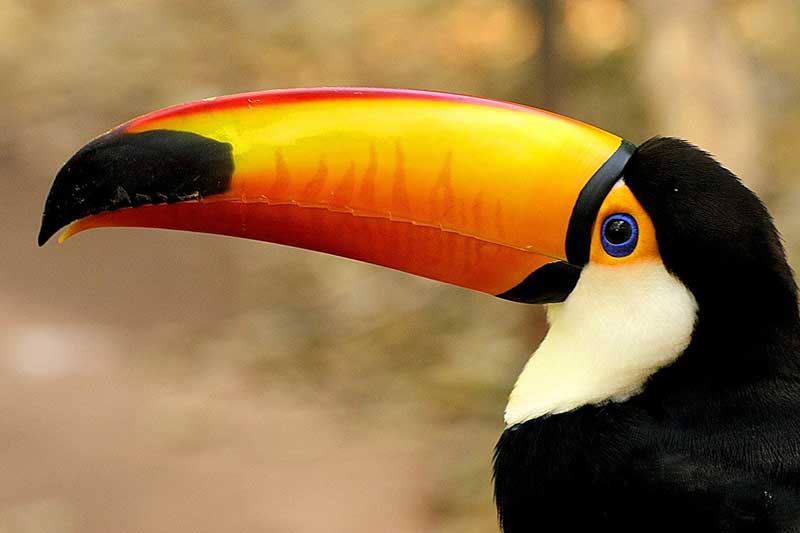 Birds With Long Beaks 24 Species With Pictures Wildlife Informer