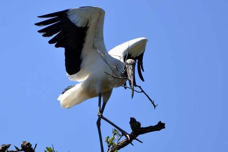 22 Birds with Long Wingspans (Pictures and Info) - Wildlife Informer