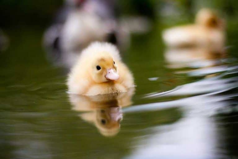 9 Interesting Facts About Ducklings - Wildlife Informer
