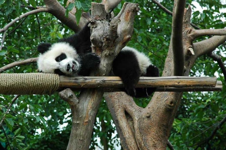 Are Pandas Dangerous? (Answered) - Wildlife Informer