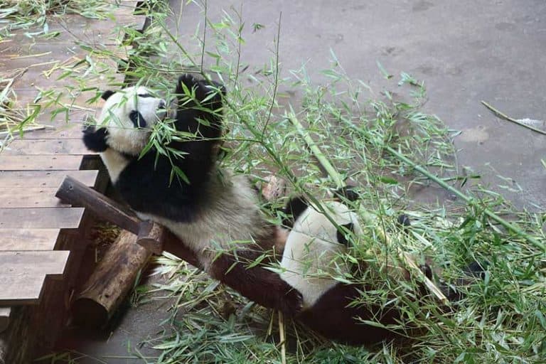 Are Pandas Dangerous? (Answered) - Wildlife Informer