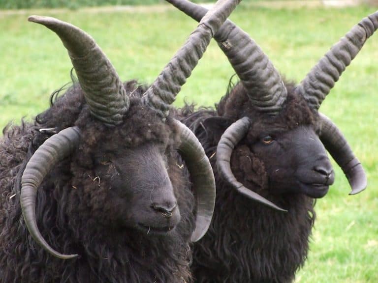 13 Examples of Animals With Curly Horns - Wildlife Informer
