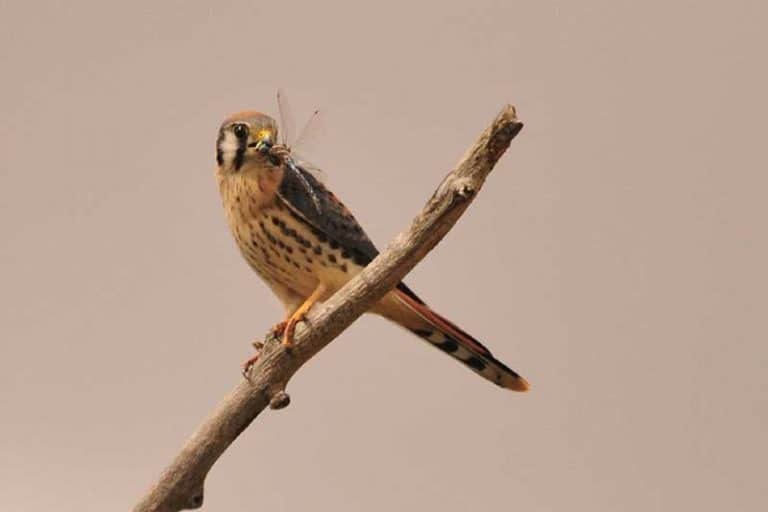 15 Interesting Facts About American Kestrels - Wildlife Informer