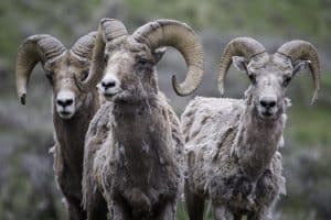 Why Do Rams Headbutt? - Wildlife Informer