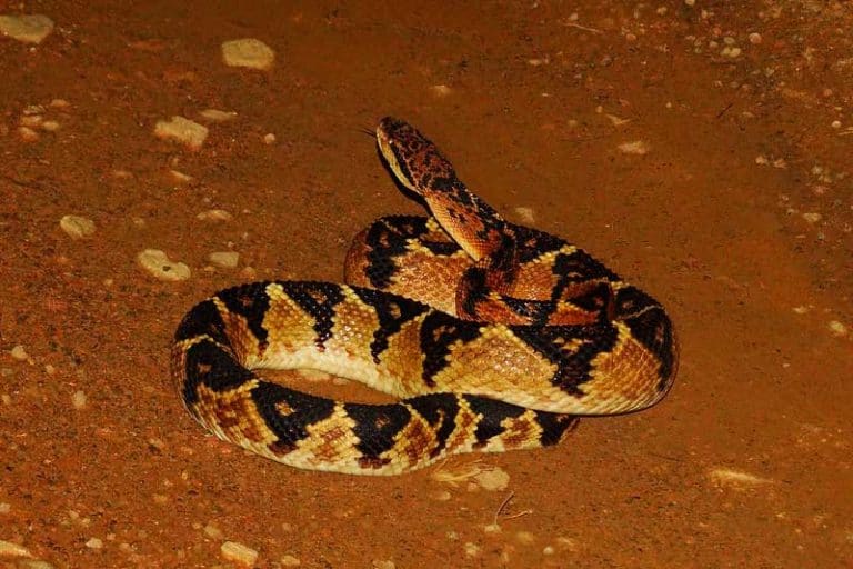 Here are 12 of the Largest Snakes in the World - Wildlife Informer