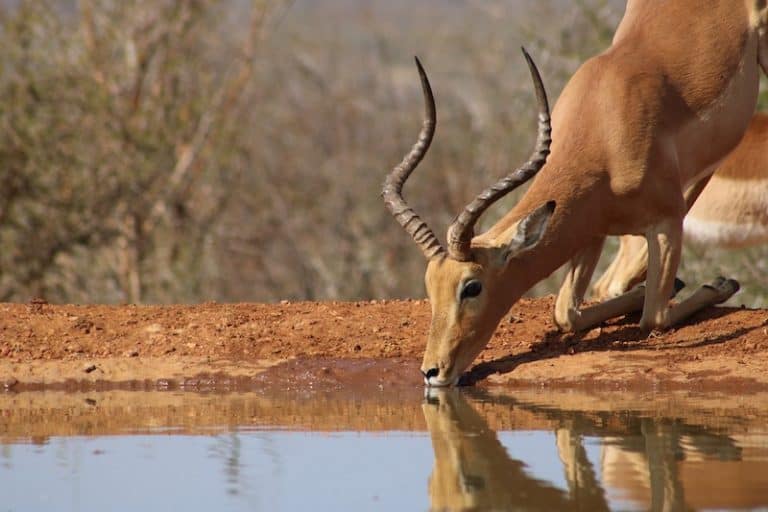 13 Examples of Animals With Curly Horns - Wildlife Informer