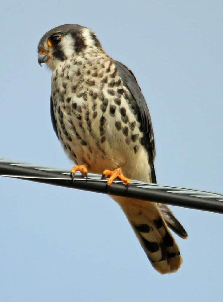 15 Interesting Facts About American Kestrels - Wildlife Informer